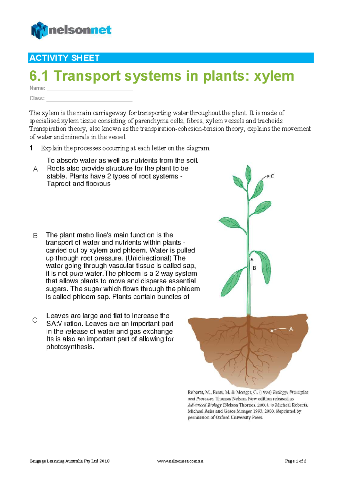 ACTIVITY SHEET 6.1: Transport Systems in Plants - Xylem Overview - Studocu