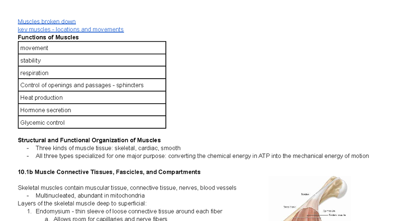 Chpt 10: Key Muscles, Locations, and Functions in Human Anatomy - Studocu