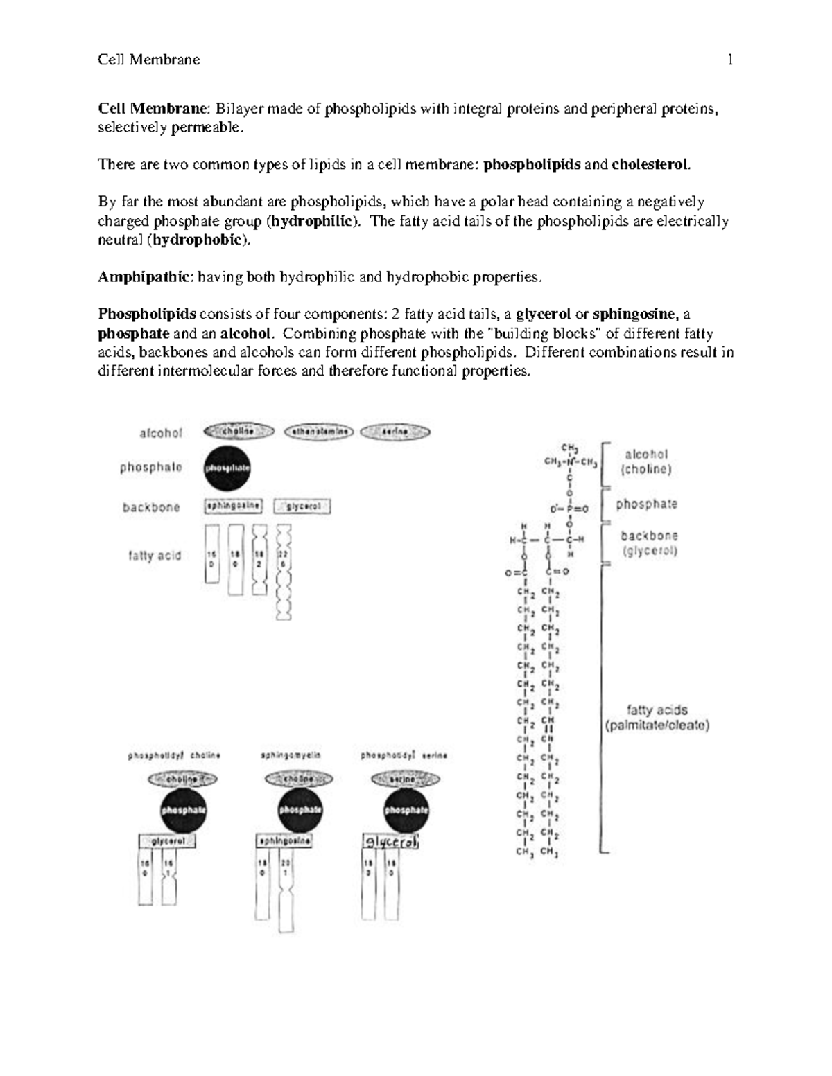 "Cell Membrane Structure & Function: Insights for PHYS 101" - Studocu