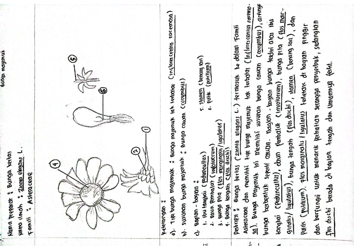 Laporan Praktikum C2-3: Bunga Majemuk dan Deskripsi Spesies - Studocu