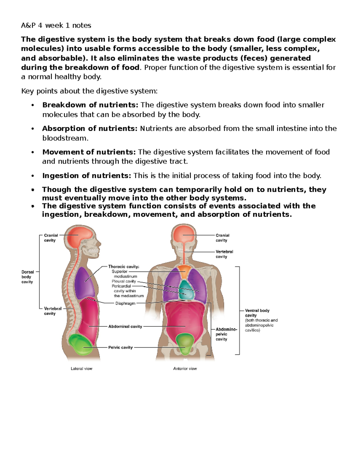 AP 4 Week 1 Notes: Understanding the Digestive System - Studocu