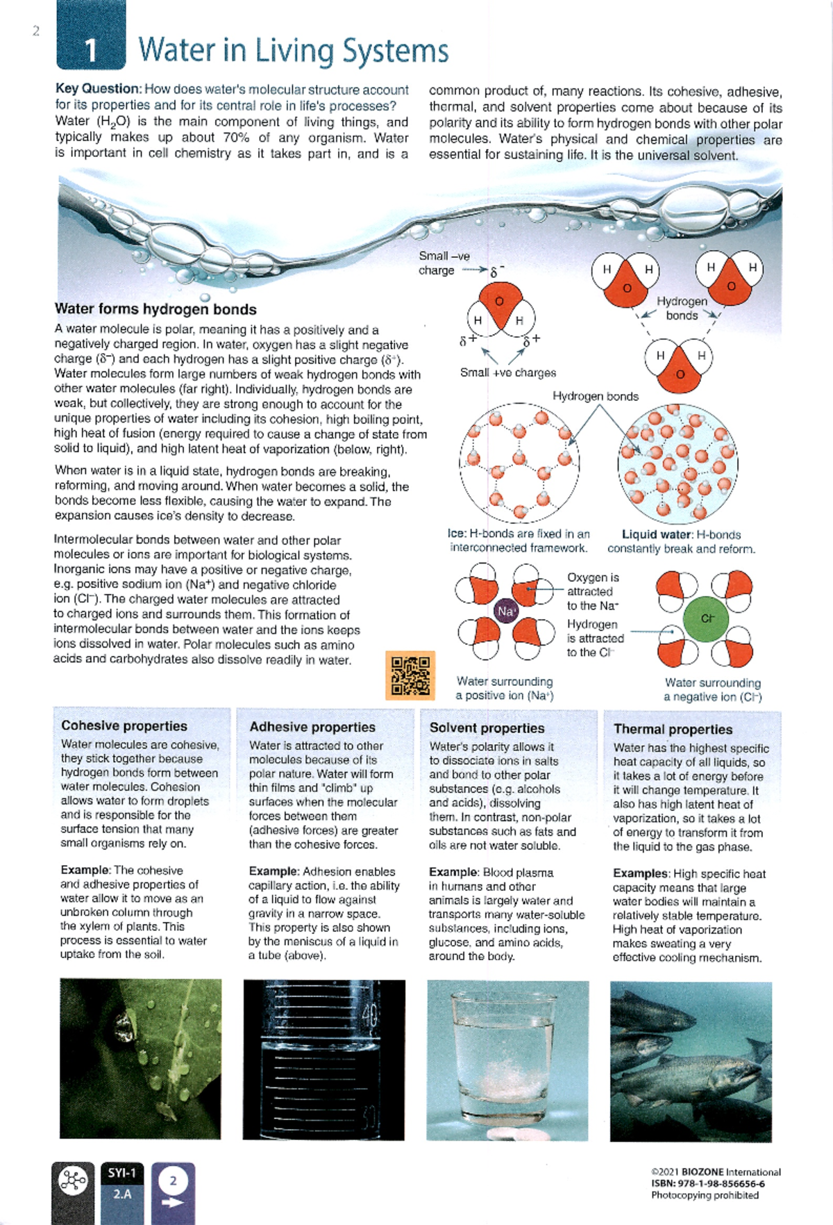 BIO 101: Water's Molecular Structure and Its Biological Importance ...