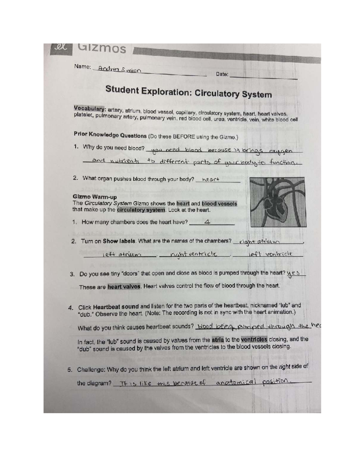 Circulatory System Gizmo Exploration (3) - Student Guide - Studocu