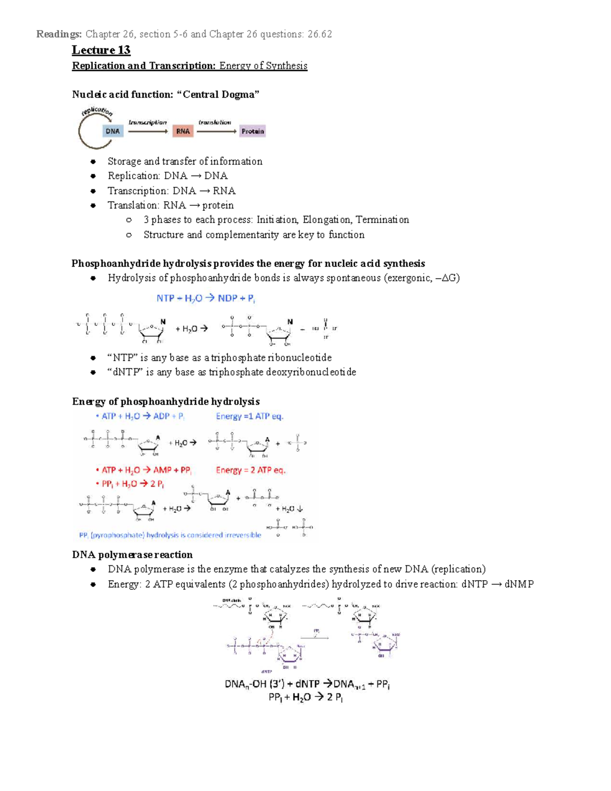 Biochem 101: Chapter 26 Replication & Transcription Notes for Exam ...