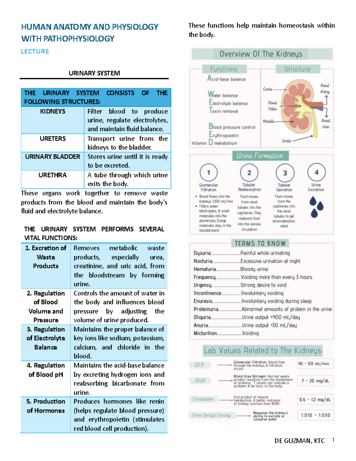 HAPP1C - Urinary System Lecture Notes and Key Concepts - Studocu
