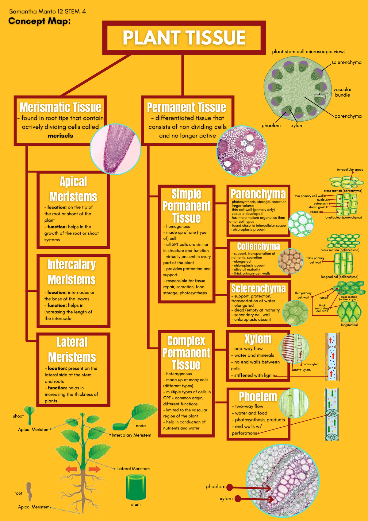 Plant Tissue Concept Map - Samantha Manto 12 Concept Map: PLANT TISSUE ...
