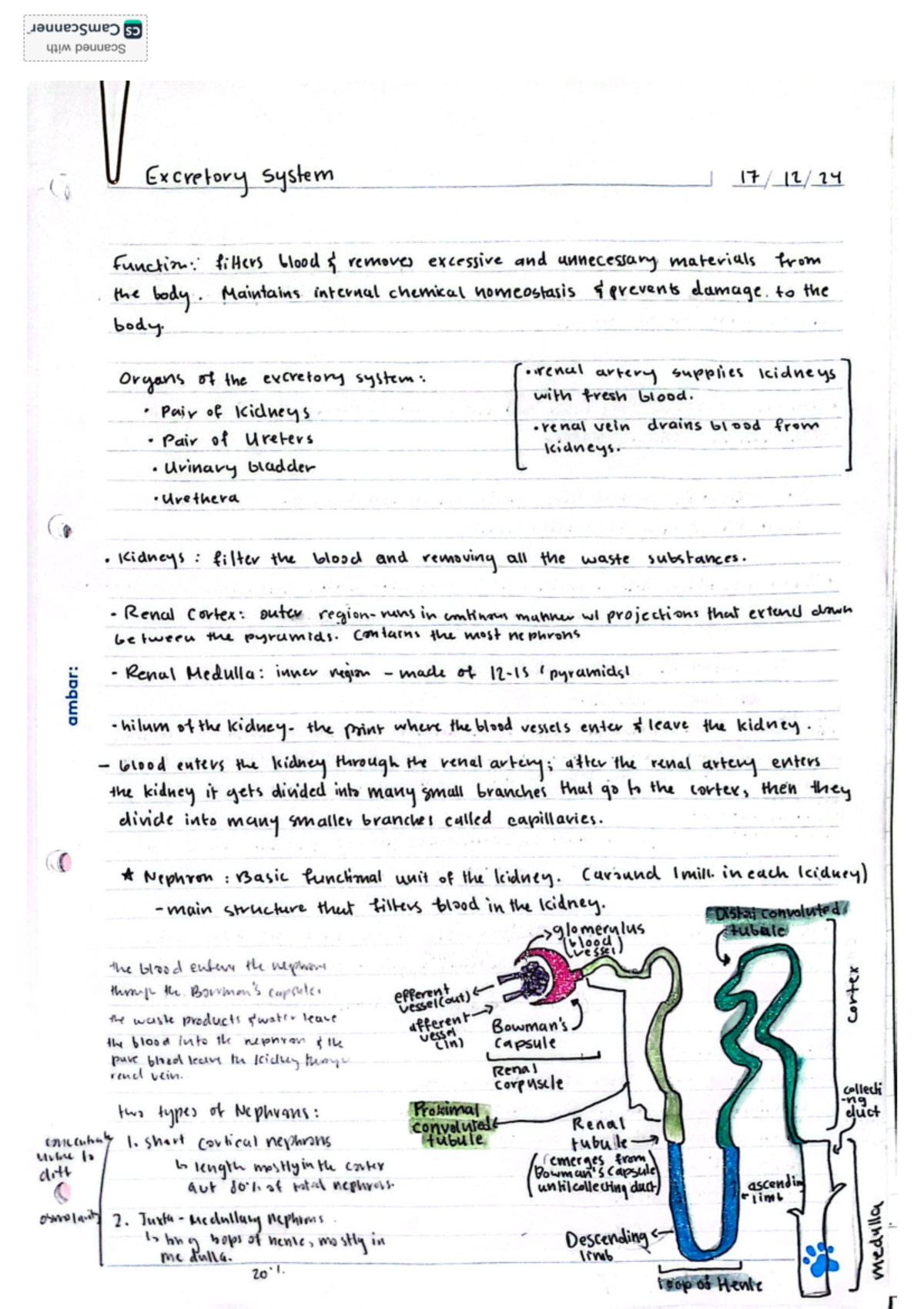 Excretory system notes - SO ! per Excretory system Function: filters ...