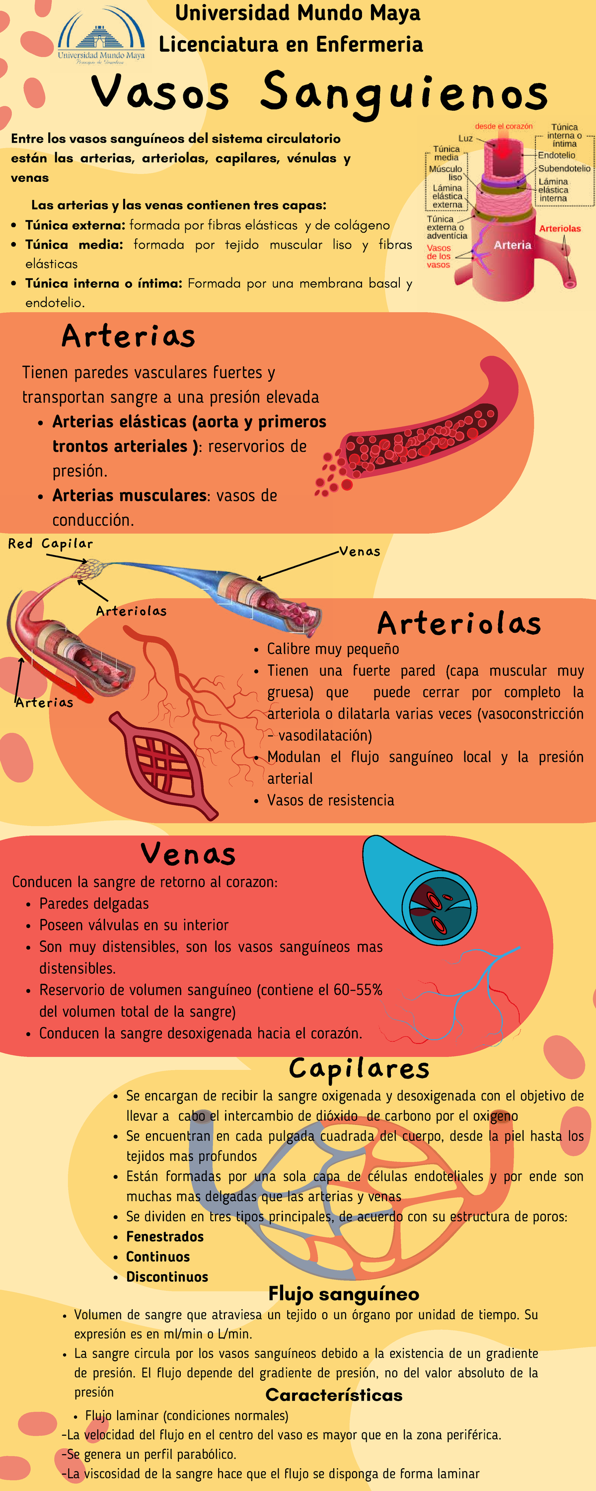 Infografia de vasos Sanguienos - Red Capilar Vasos Sanguienos Arterias ...