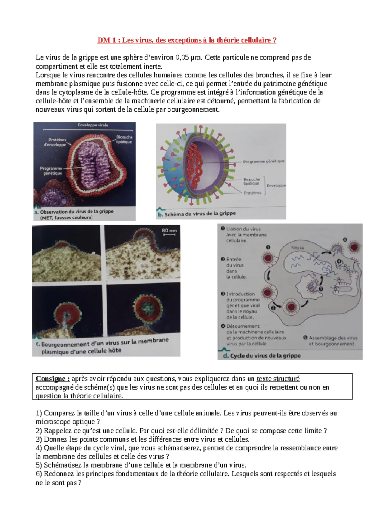 Activité 2 - Les Cellules Cilliées et leur Fonctions dans la Cochlée ...