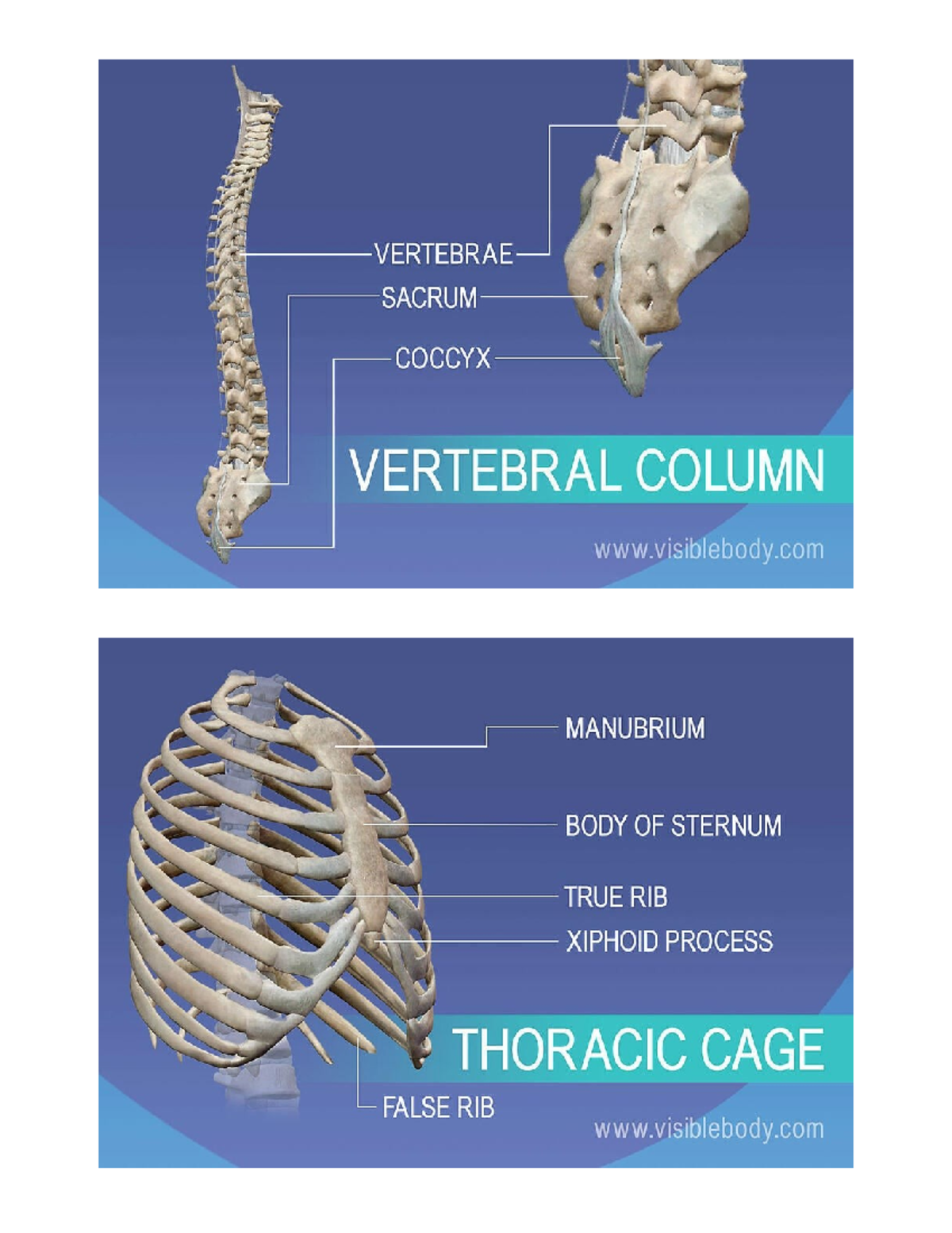 Axial Skeletal System Overview - 073233 - Studocu