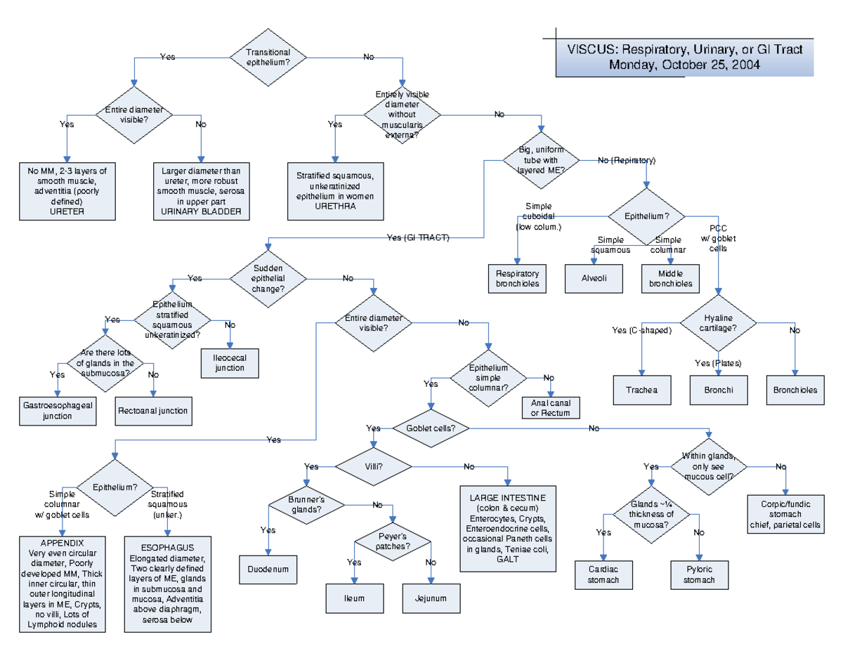 Histology-viscus-flow-chart compress - Transitional epithelium? Entire ...