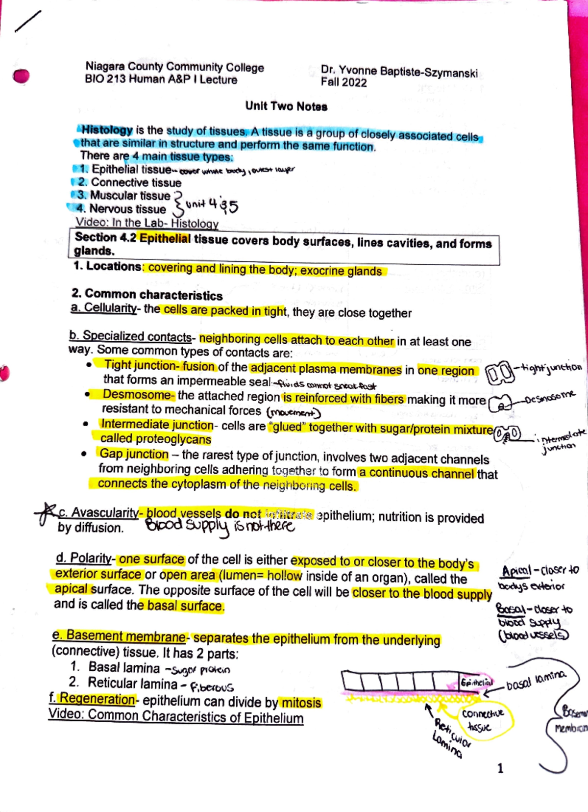 Histology tissue - Dr. Yvonne Niagara County Community College Fall ...