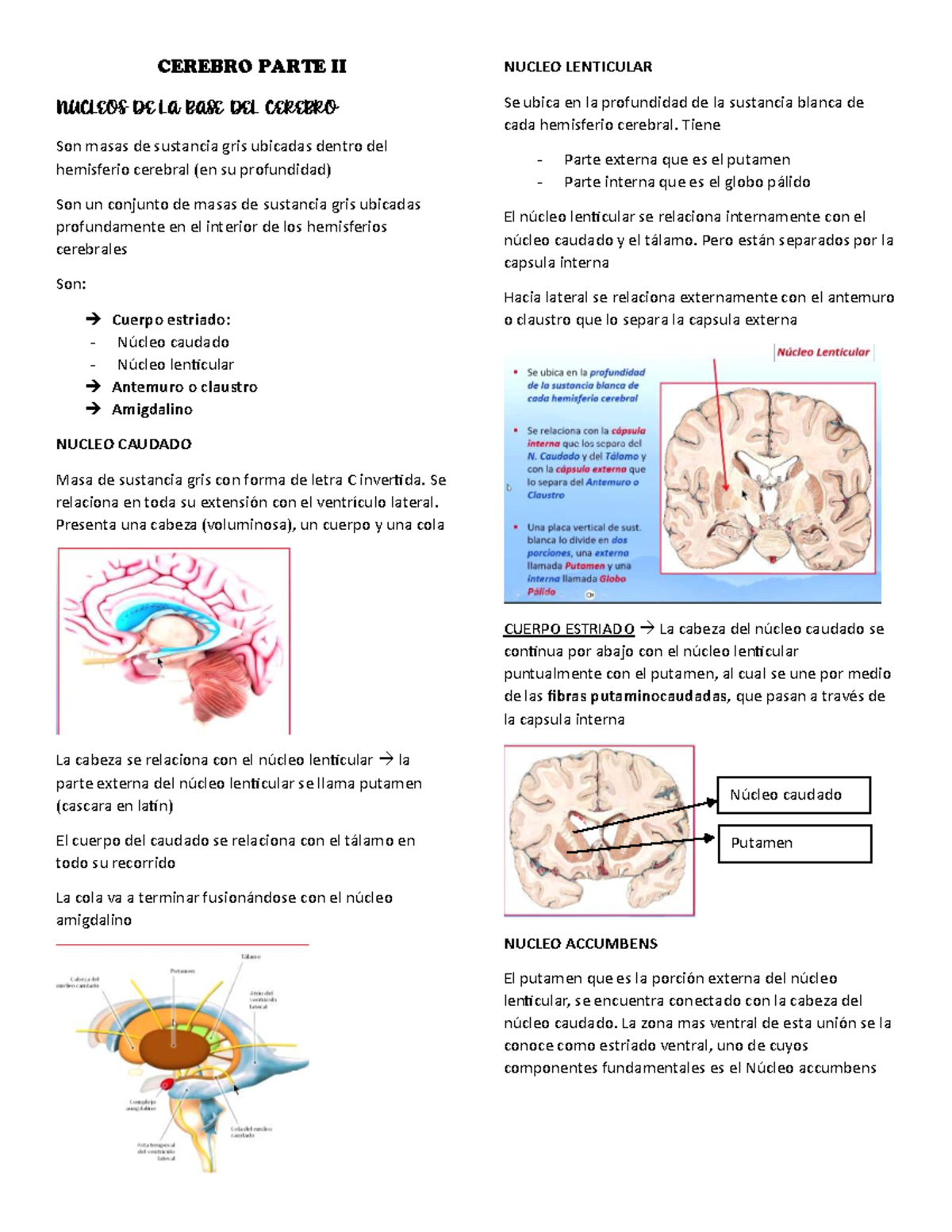Núcleos de la Base del Cerebro: CEREBRO Parte II - Estudio Detallado ...