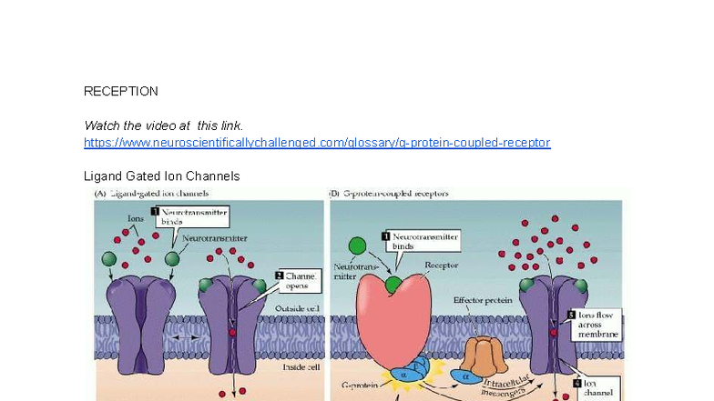 Signal Transduction Pathways Notes: Ligand Gated & Tyrosine Kinase ...