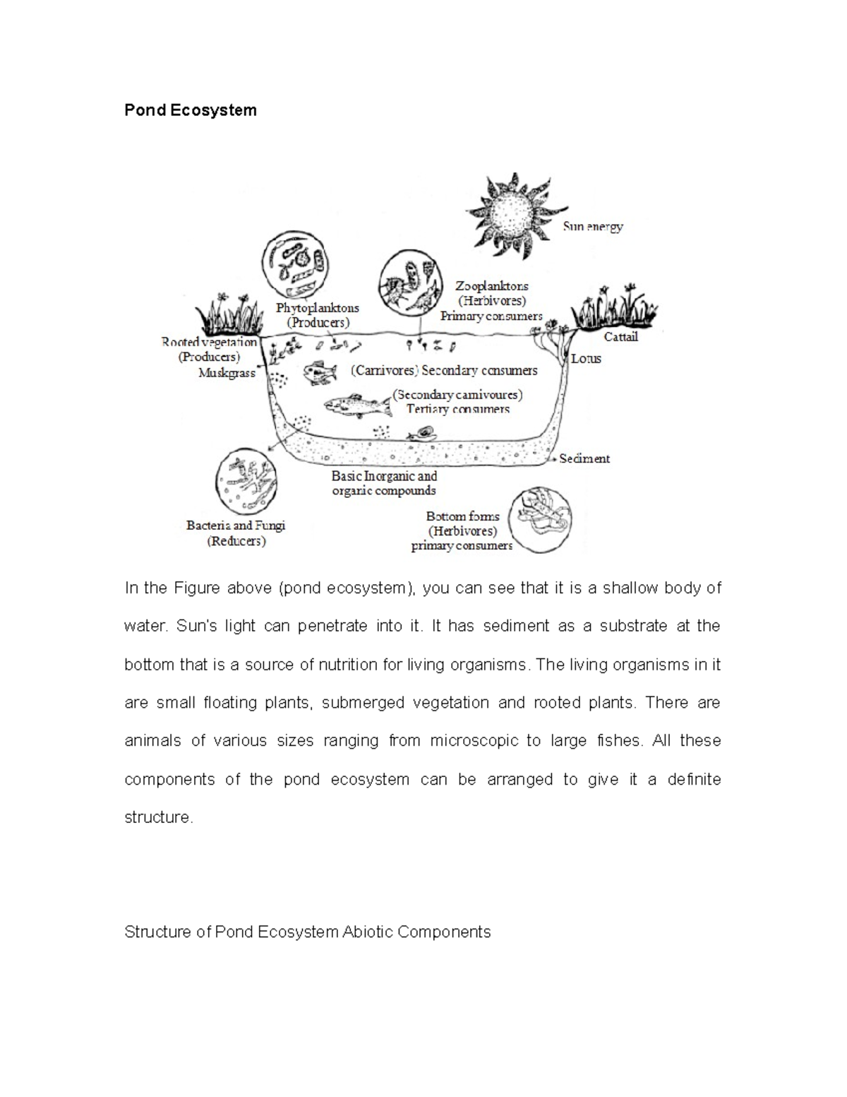 Pond Ecosystem - Sun’s light can penetrate into it. It has sediment as ...
