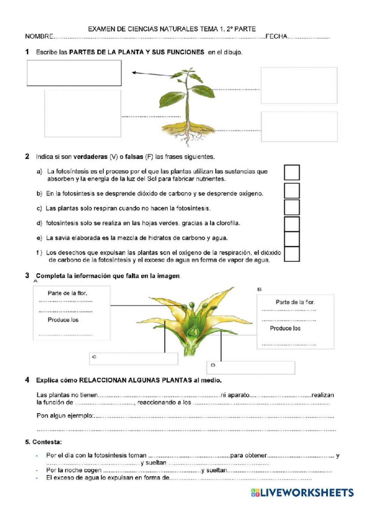 EXAMEN DE CIENCIAS NATURALES TEMA 1 - PARTES DE LA PLANTA - Studocu