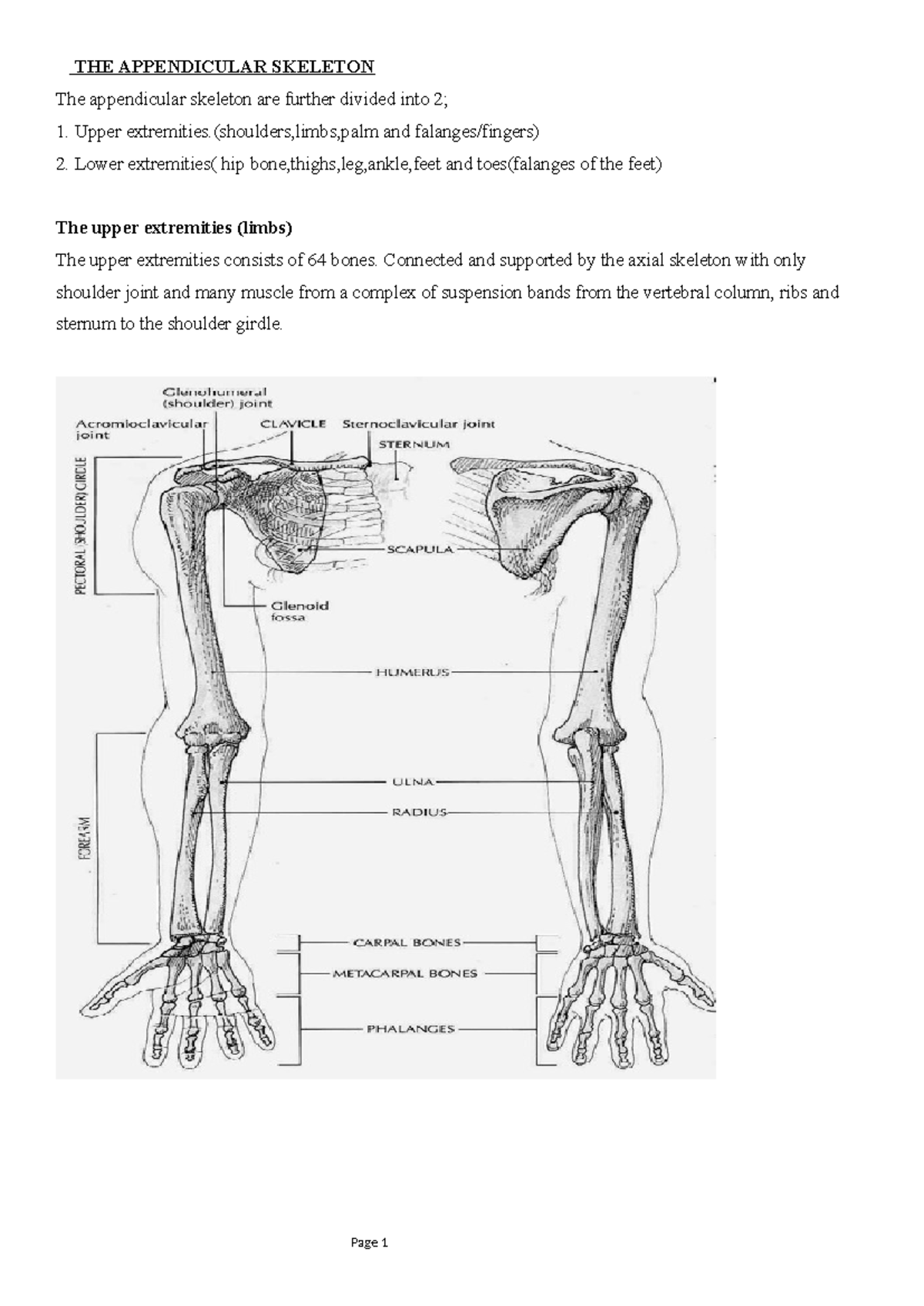 Anatomy and Physiology - Appendicular Skeleton & Muscle System Notes ...