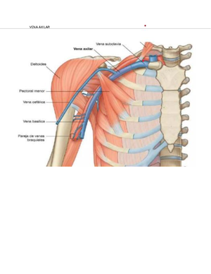 RUTA 1 Polioles - BIOQUIMICA - RUTA 1 LA RUTA DE LOS POLIOLES ¿Qué es ...