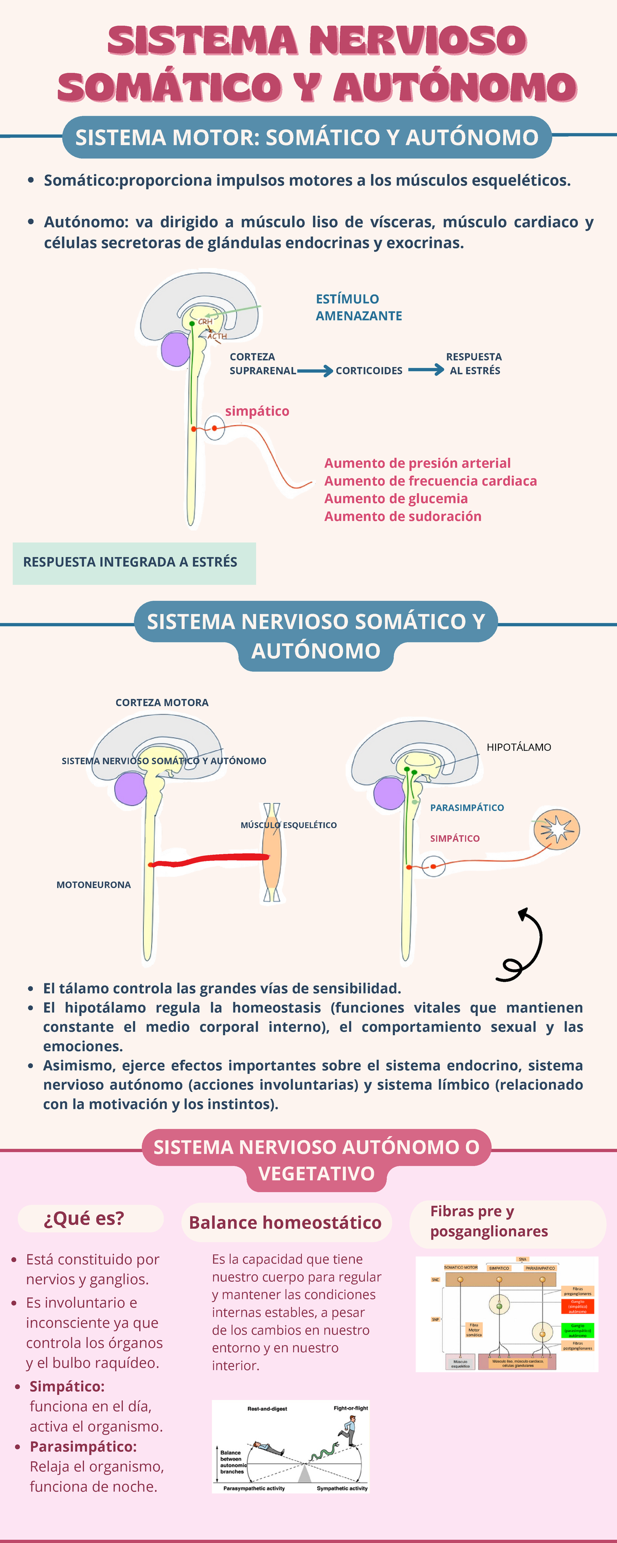 Infografía sobre Sistema Nervioso Somático y Autónomo - Neurociencia ...