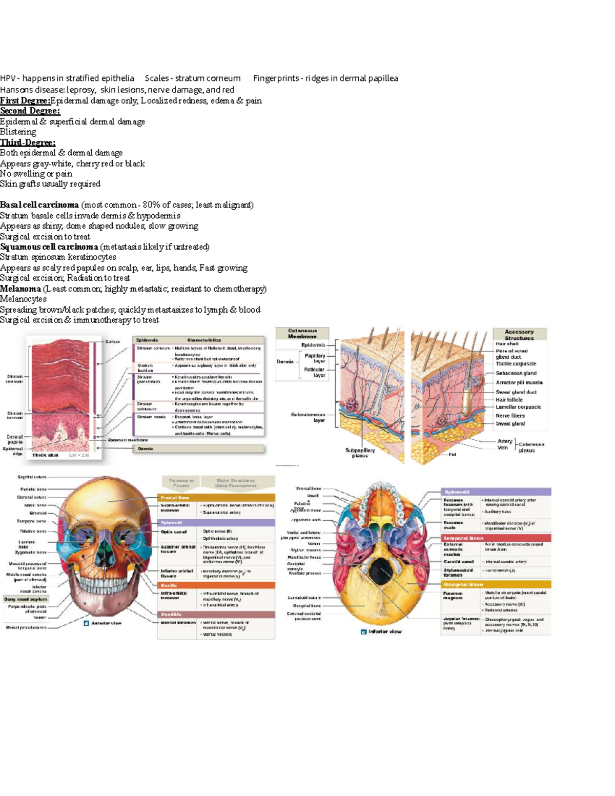 Anatomy and Phys Cheat Sheet - HPV - happens in stratified epithelia ...