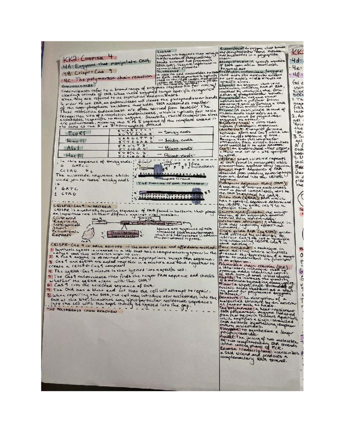 U3 AOS 1: Key Knowledge Point 2 - DNA Manipulation and Enzymes - Studocu