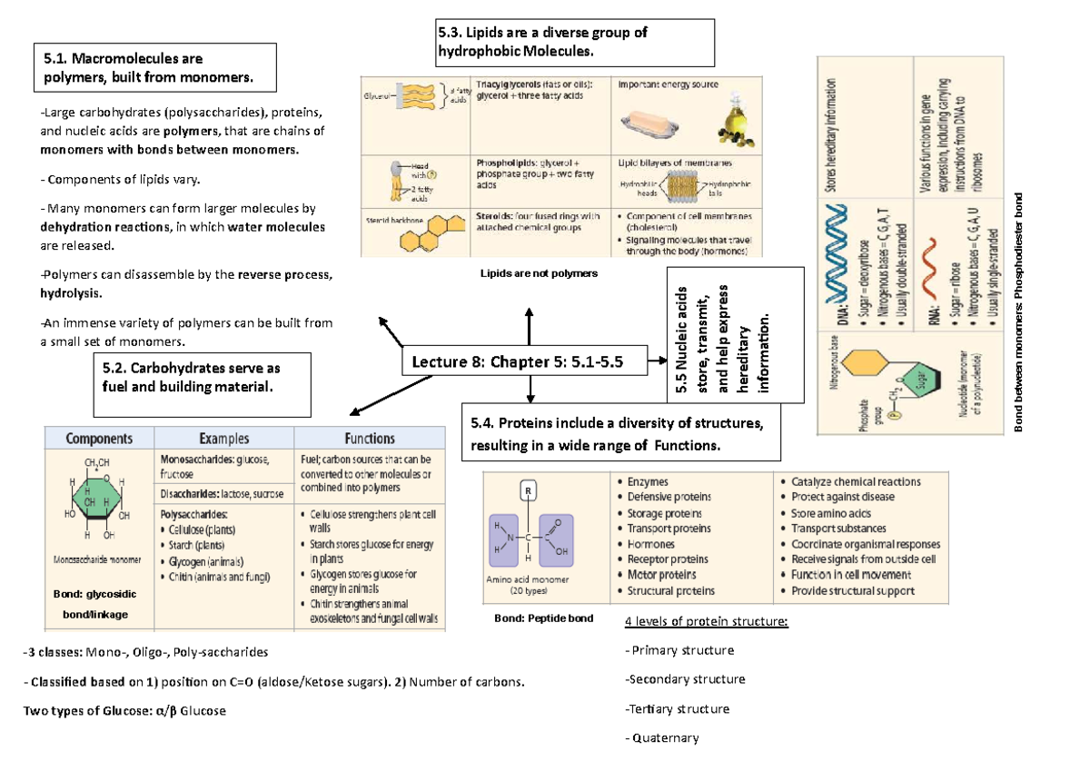 Macromolecules Lecture 8: Chapter 5 Summary and Key Concepts - Studocu
