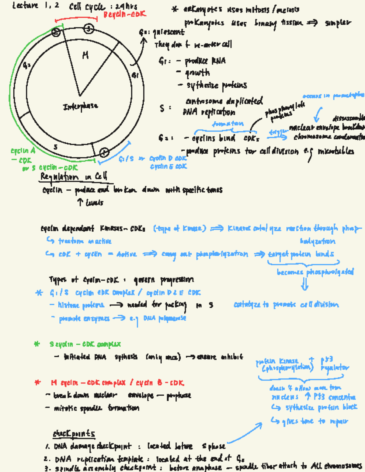 Midterm 1 Biology: Eukaryotic and Prokaryotic Cell Cycle Insights - Studocu