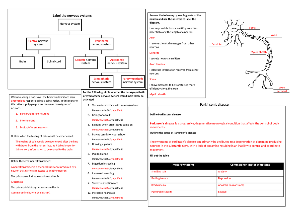 Nervous System Functioning - Revision Poster Sample Answers - PSYCHED+ ...