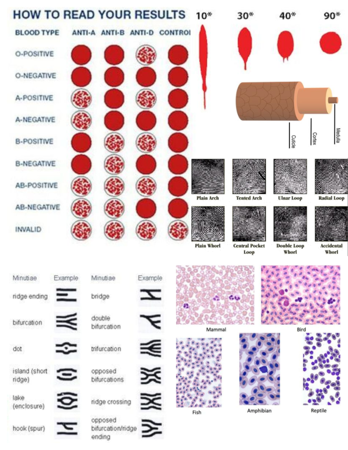 Forensics Cheat Sheet-2 - Name of Fiber Type of Fiber Information Burn ...