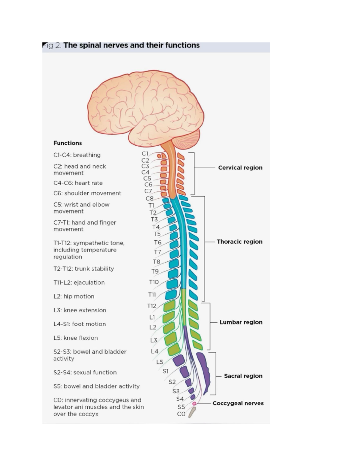 Spinal Nerve Functions Overview: C1-S5 and Their Roles - Studocu