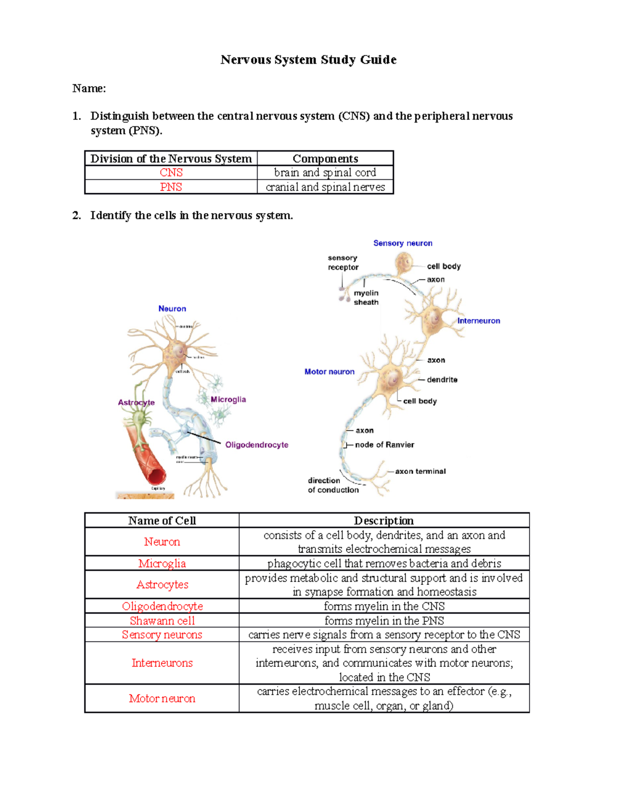 Nervous System Study Guide: Insights into CNS & PNS - Bio 151 Unit 2 ...