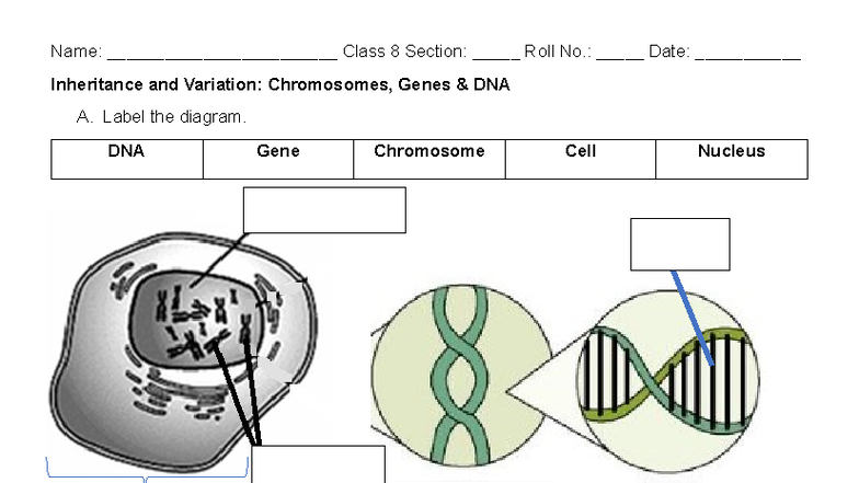 Inheritance and Variation: Chromosomes, Genes, and DNA WSH 2 - Studocu