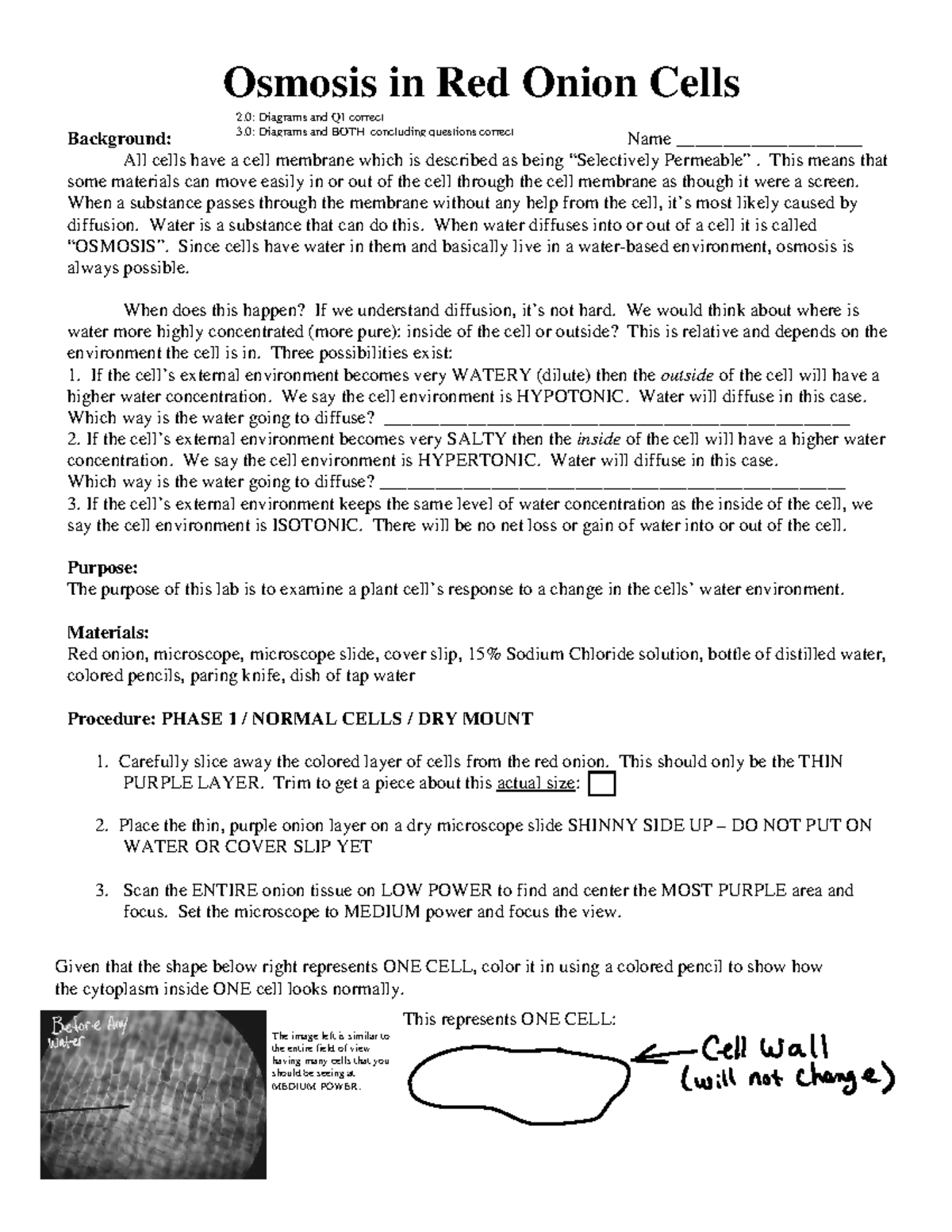 Osmosis in Red Onion Cells: Lab Report & Observations (Bio 101) - Studocu