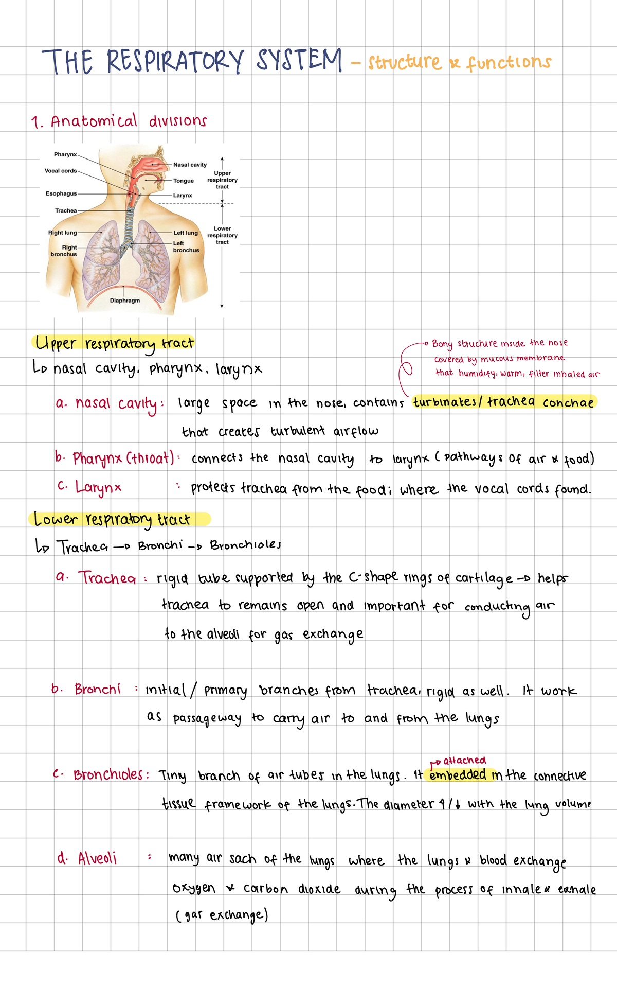 Week 7 - Respiratory System Structure & Functions Exam Prep - Studocu