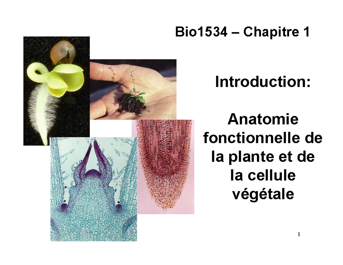 Bio1534 Chapitre 1: Anatomie Fonctionnelle de la Plante et Cellule ...
