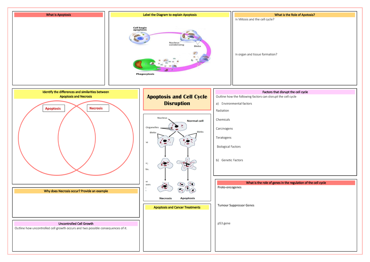 Concept Map Apoptosis and Cell Cycle Disruption - What is Apoptosis ...