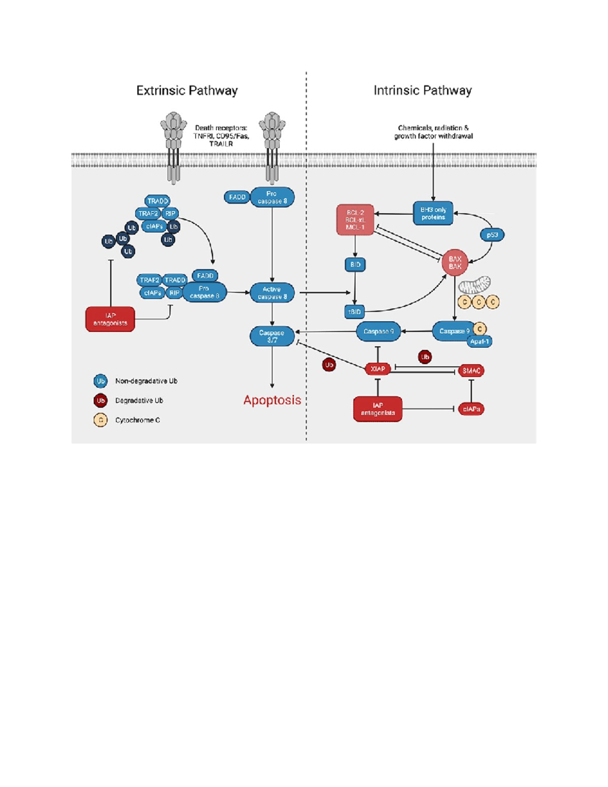 Apoptosis Pathways: Extrinsic & Intrinsic Mechanisms Explained - Studocu