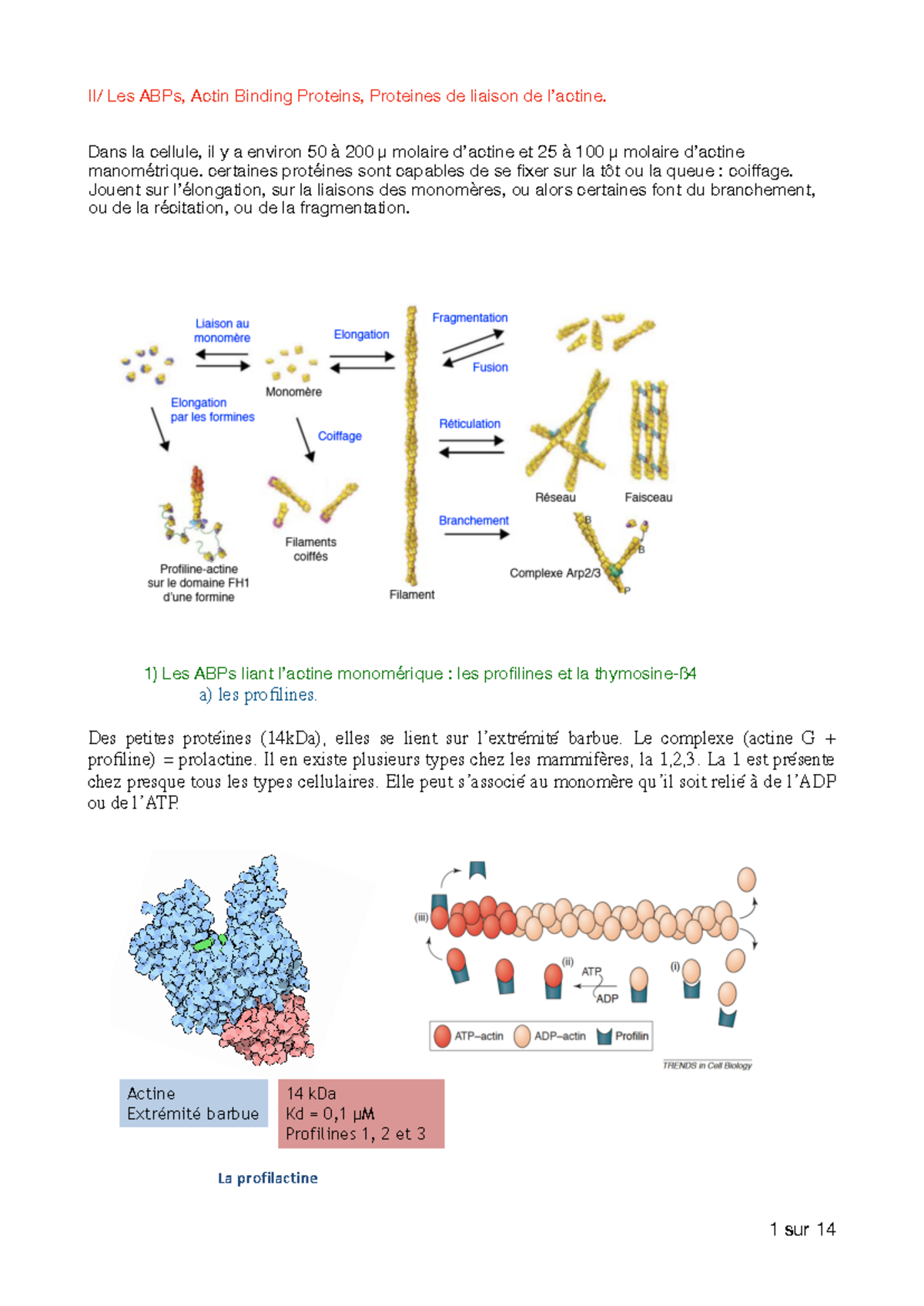 Étude des Protéines Liantes de l'Actine (ABPs): Cytosquelette 2 - Studocu