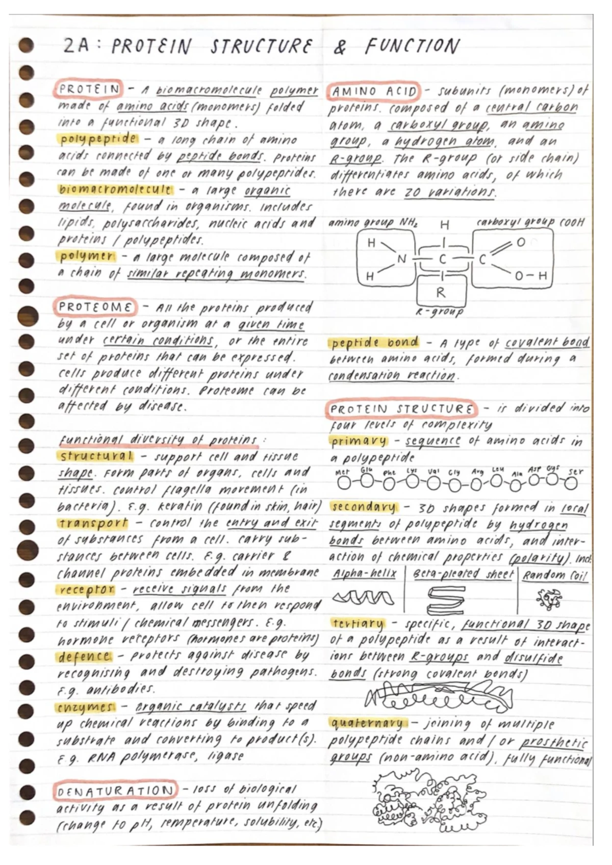 Dichotomous Key Construction Guide for Biology Lab Project - Studocu
