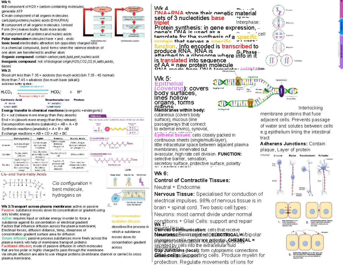 Biomed Cheat Sheet: Key Concepts from Weeks 1-7 (Bio 101) - Studocu