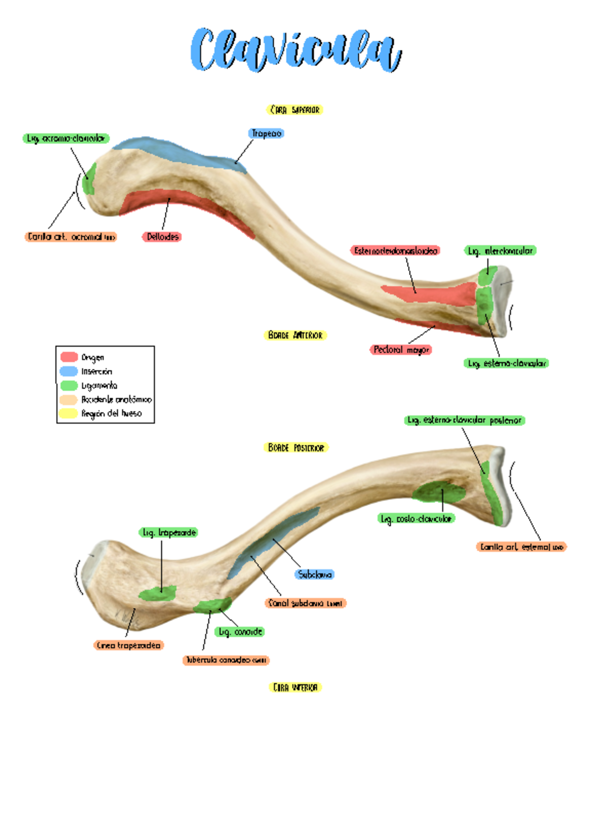 Clavícula - Dibujo de clavícula con músculos, ligamentos y accidentes ...