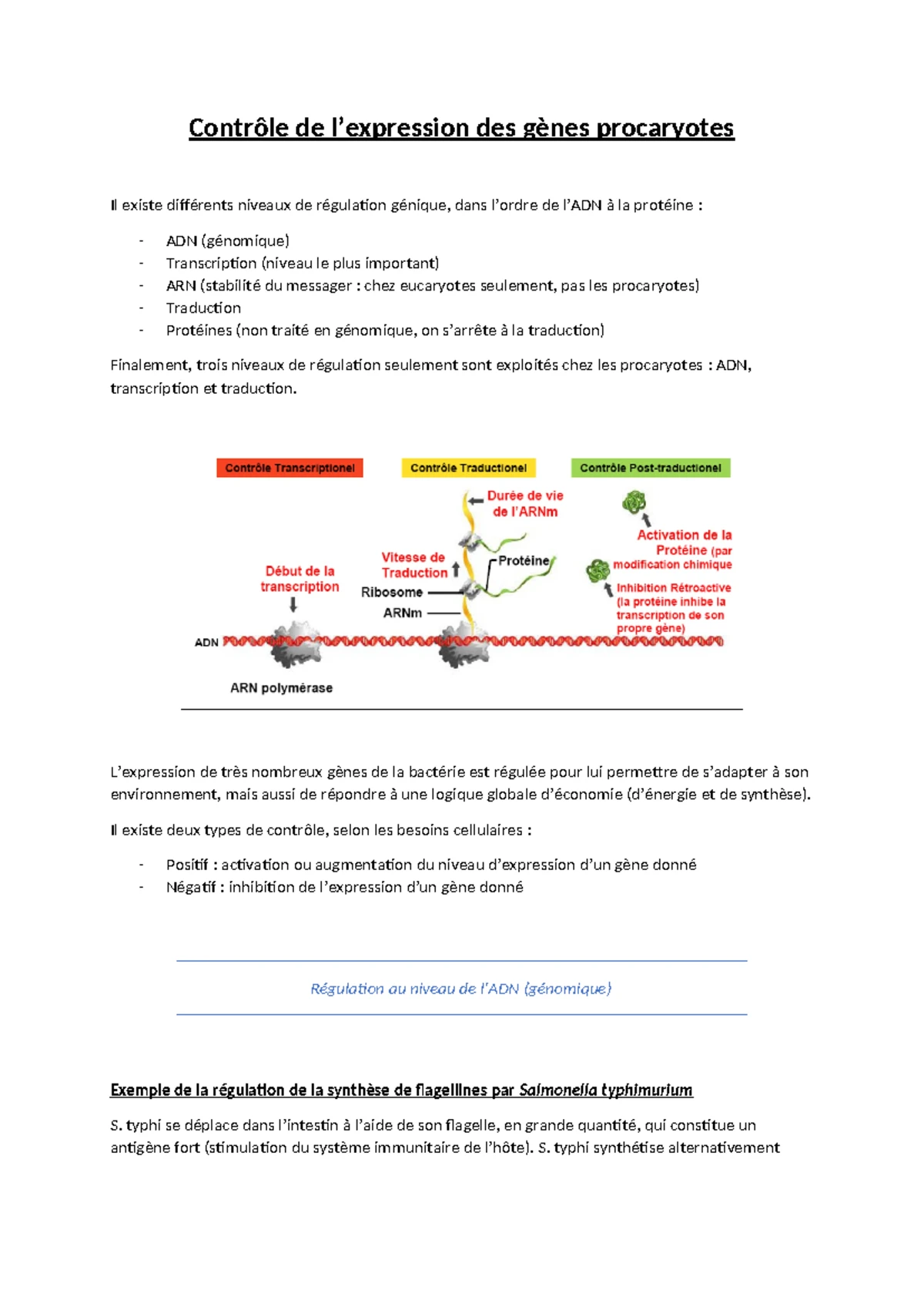 Séquences répétées ADN - Partie cours BM Philippe Lalle LES SÉQUENCES ...