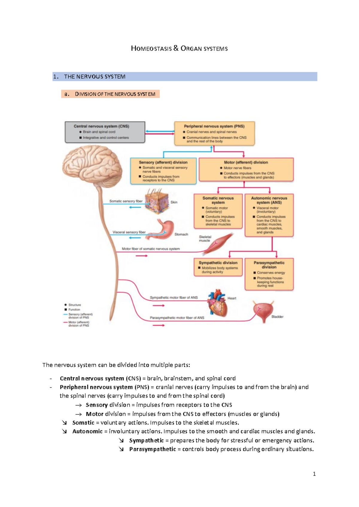Homeostasis and Organ Systems Overview: Nervous System Functions ...
