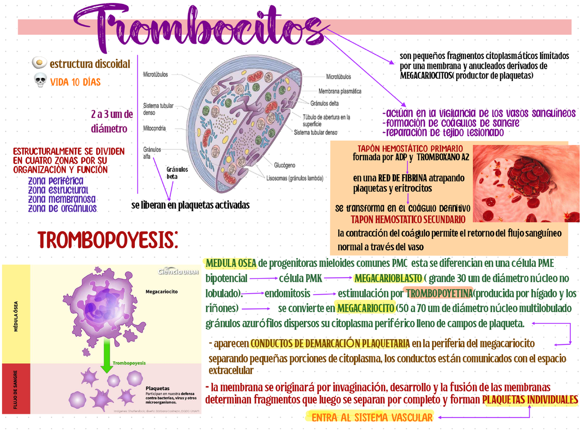 Trombocitos ROSS - Ficha sobre el trombocito con generalidades y ...