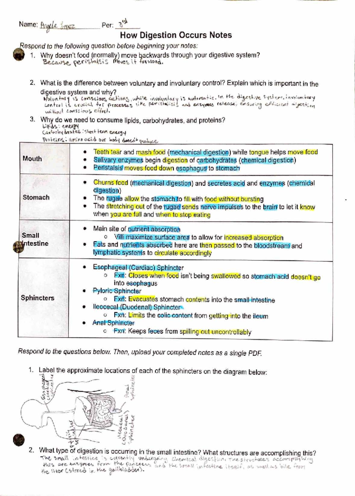 How Digestion Occurs: Notes on Digestive Processes and Sphincters - Studocu