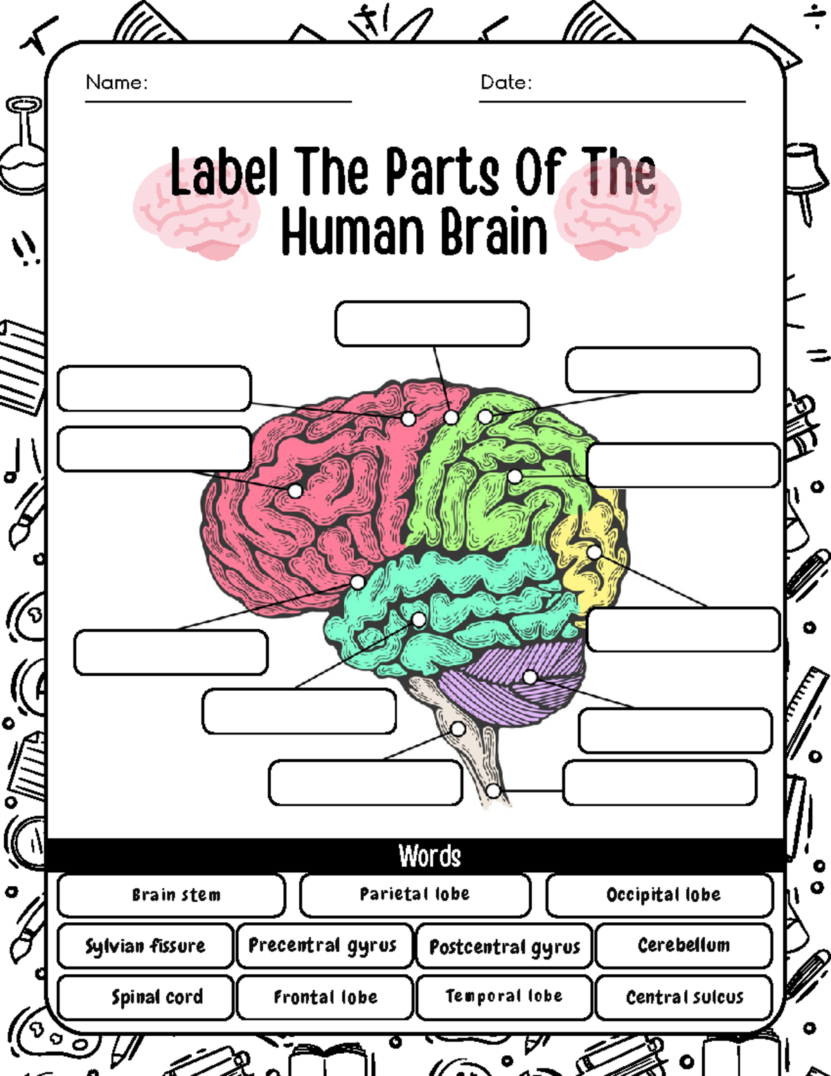 Labelthe Partsofthe Human Brain Anatomy Labeling Worksheetswith ...