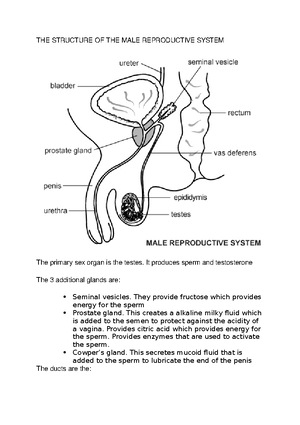 Grade 12 menstrual cycle notes - The menstrual cycle - notes A series ...