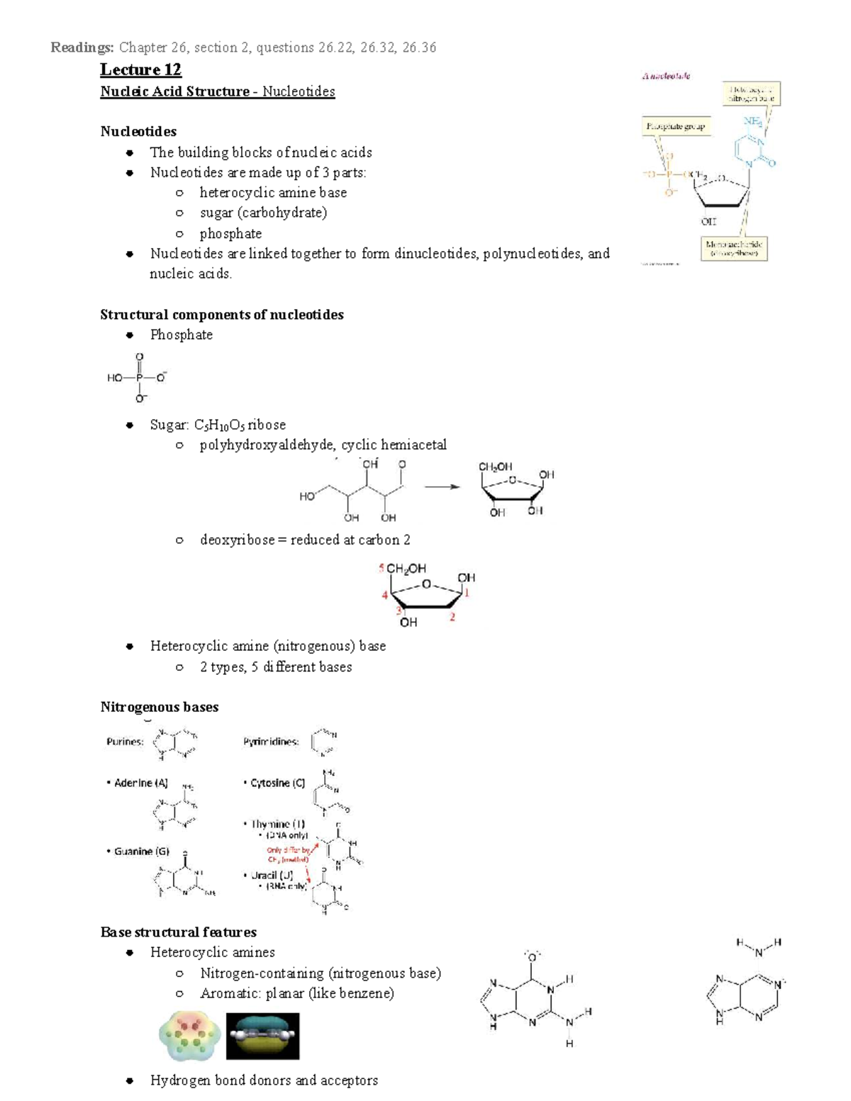 Biochem Notes: Nucleic Acid Structure & Function for Exam 2 - Studocu