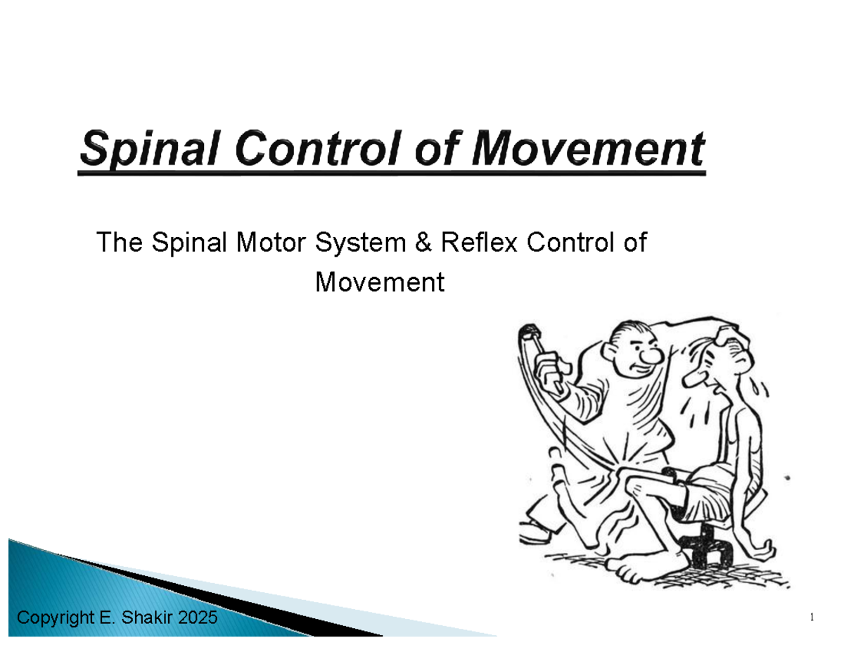 Lecture on Spinal Motor System & Reflex Control - Studocu