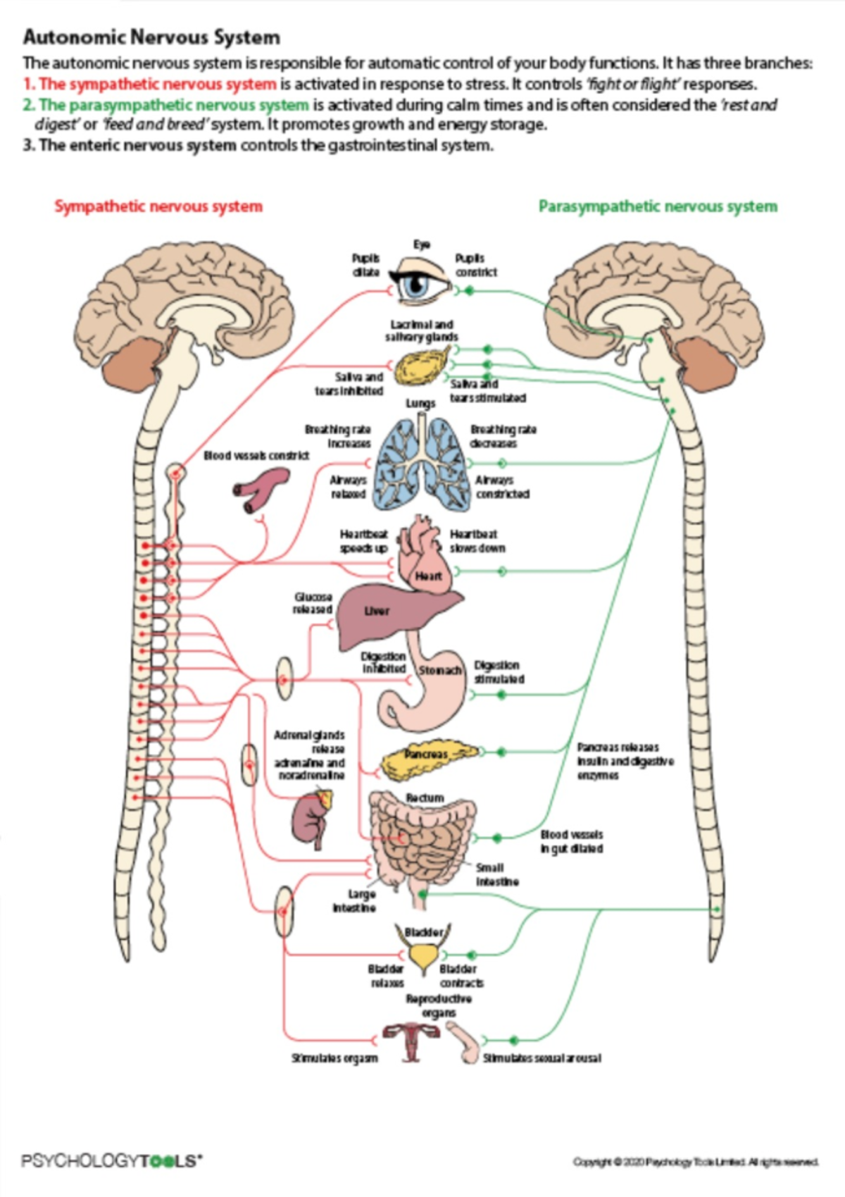 Autonomic Nervous System: Overview and Key Functions Explained - Studocu